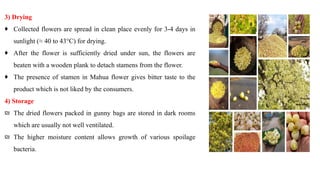 Mahua (𝘔𝘢𝘥𝘩𝘶𝘤𝘢 𝘭𝘰𝘯𝘨𝘪𝘧𝘰𝘭𝘪𝘢) Flower: A Treasure of Non-Timber Forest ...