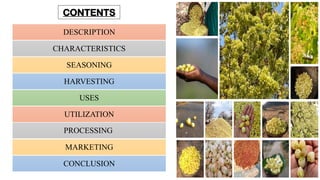 Mahua (𝘔𝘢𝘥𝘩𝘶𝘤𝘢 𝘭𝘰𝘯𝘨𝘪𝘧𝘰𝘭𝘪𝘢) Flower: A Treasure of Non-Timber Forest ...