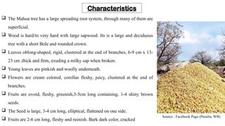Mahua (𝘔𝘢𝘥𝘩𝘶𝘤𝘢 𝘭𝘰𝘯𝘨𝘪𝘧𝘰𝘭𝘪𝘢) Flower: A Treasure of Non-Timber Forest ...