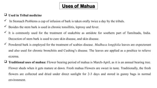 Mahua (𝘔𝘢𝘥𝘩𝘶𝘤𝘢 𝘭𝘰𝘯𝘨𝘪𝘧𝘰𝘭𝘪𝘢) Flower: A Treasure of Non-Timber Forest ...