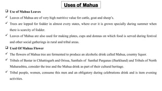 Mahua (𝘔𝘢𝘥𝘩𝘶𝘤𝘢 𝘭𝘰𝘯𝘨𝘪𝘧𝘰𝘭𝘪𝘢) Flower: A Treasure of Non-Timber Forest ...