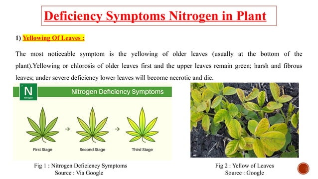 Role, Importance and Deficiency Symptoms Of Nitrogen.pptx