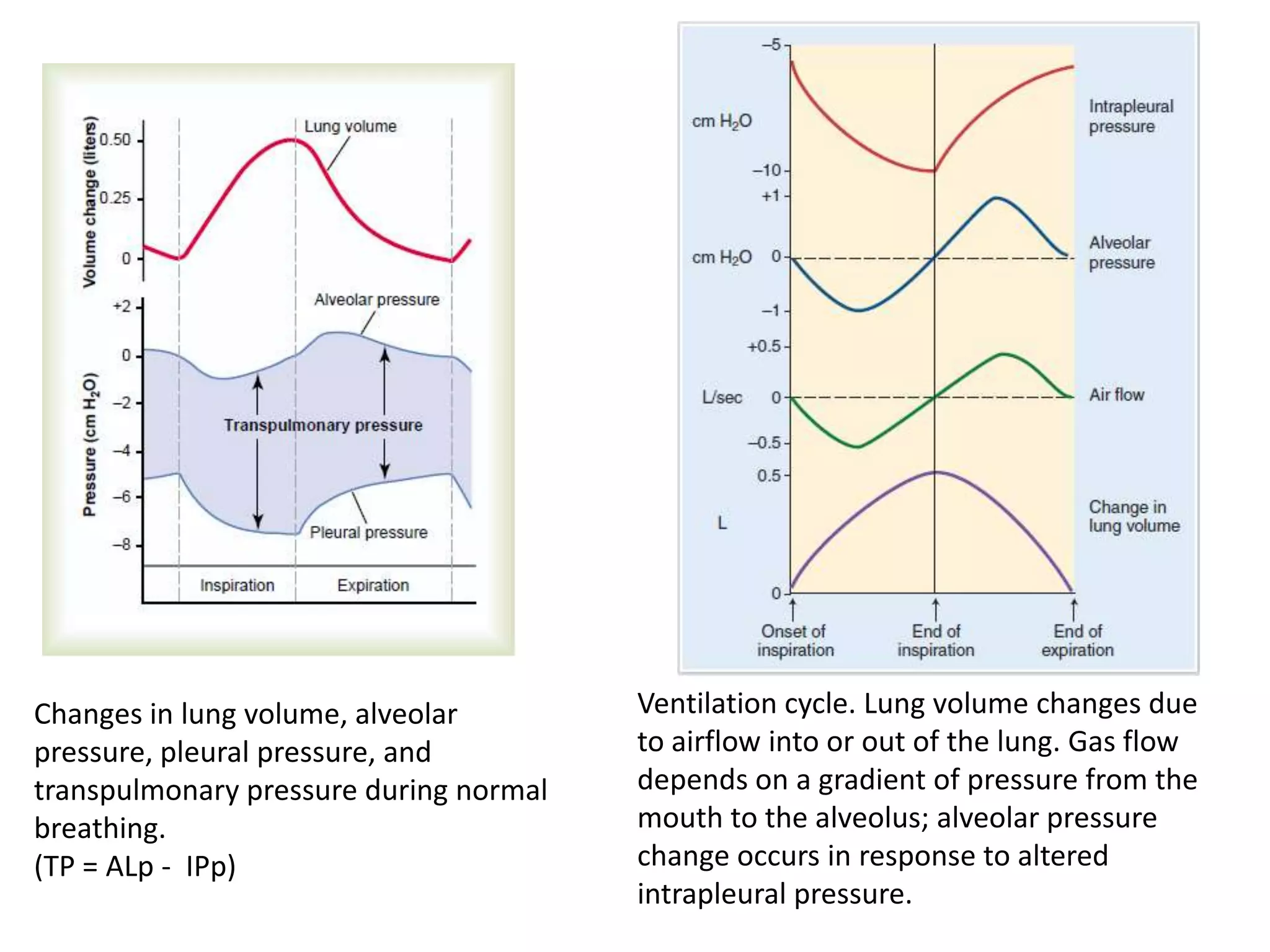 Abhishek respiratory ANATOMY & PHYSIOLOGY , and ACUTE RESPIRATORY ...