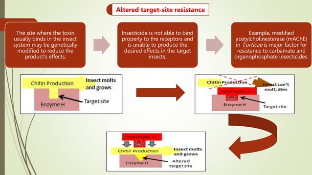 PRESENTS STATUS OF INSECTICIDE RESISTANCE IN INSECTS | PPT