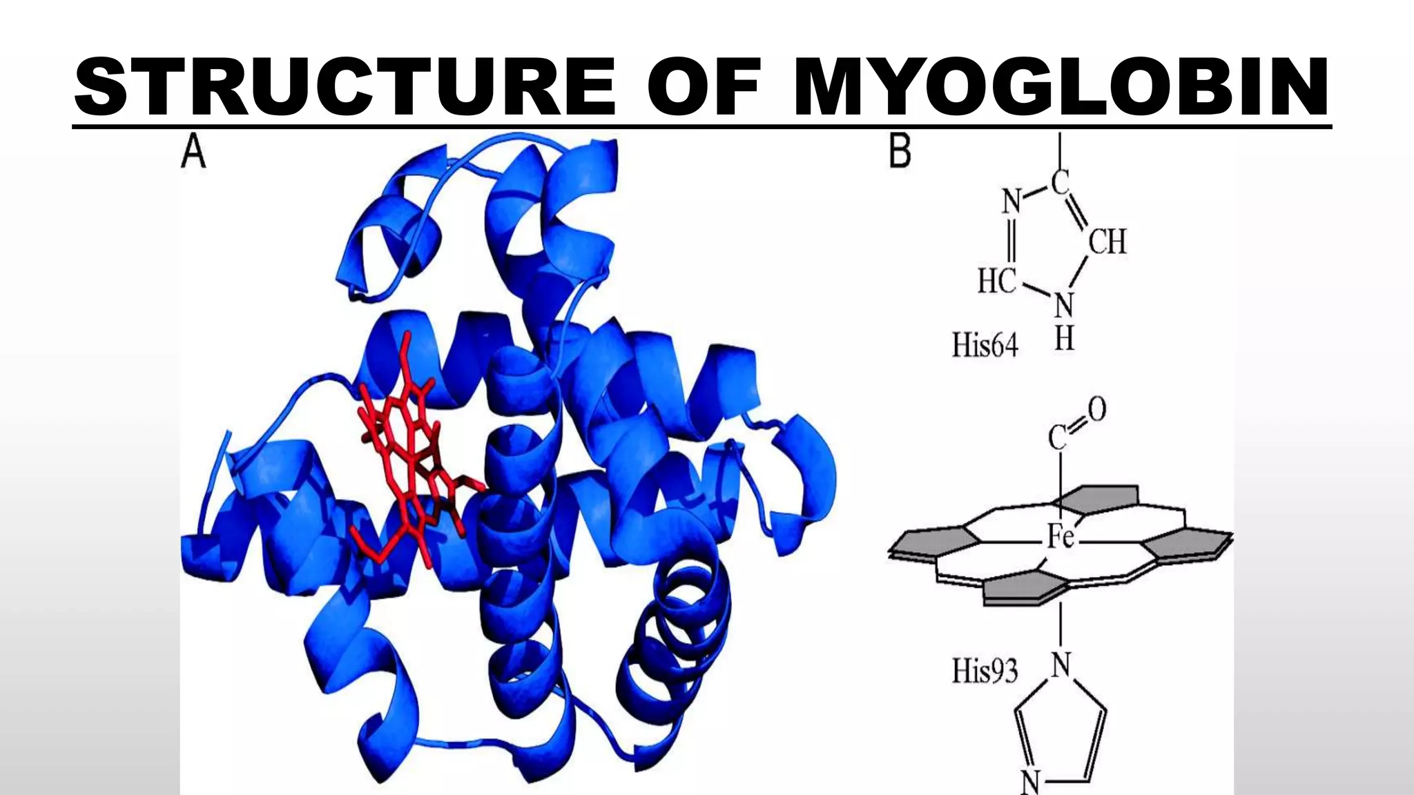 Structure Of Hemoglobin And Myoglobin Pptx