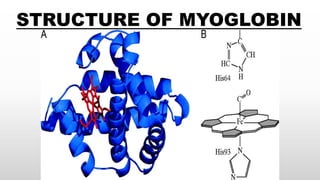 STRUCTURE OF HEMOGLOBIN AND MYOGLOBIN | PPTX | Chemistry | Science