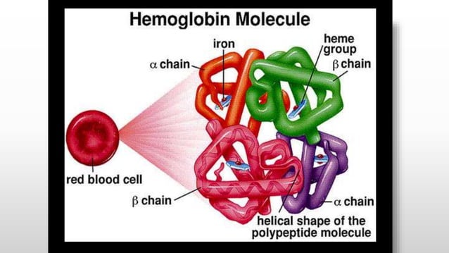 STRUCTURE OF HEMOGLOBIN AND MYOGLOBIN | PPTX | Chemistry | Science
