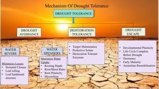 drought stress in vegetable crop and its effect in yield | PPTX