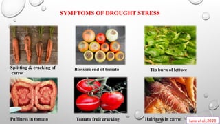 drought stress in vegetable crop and its effect in yield | PPTX