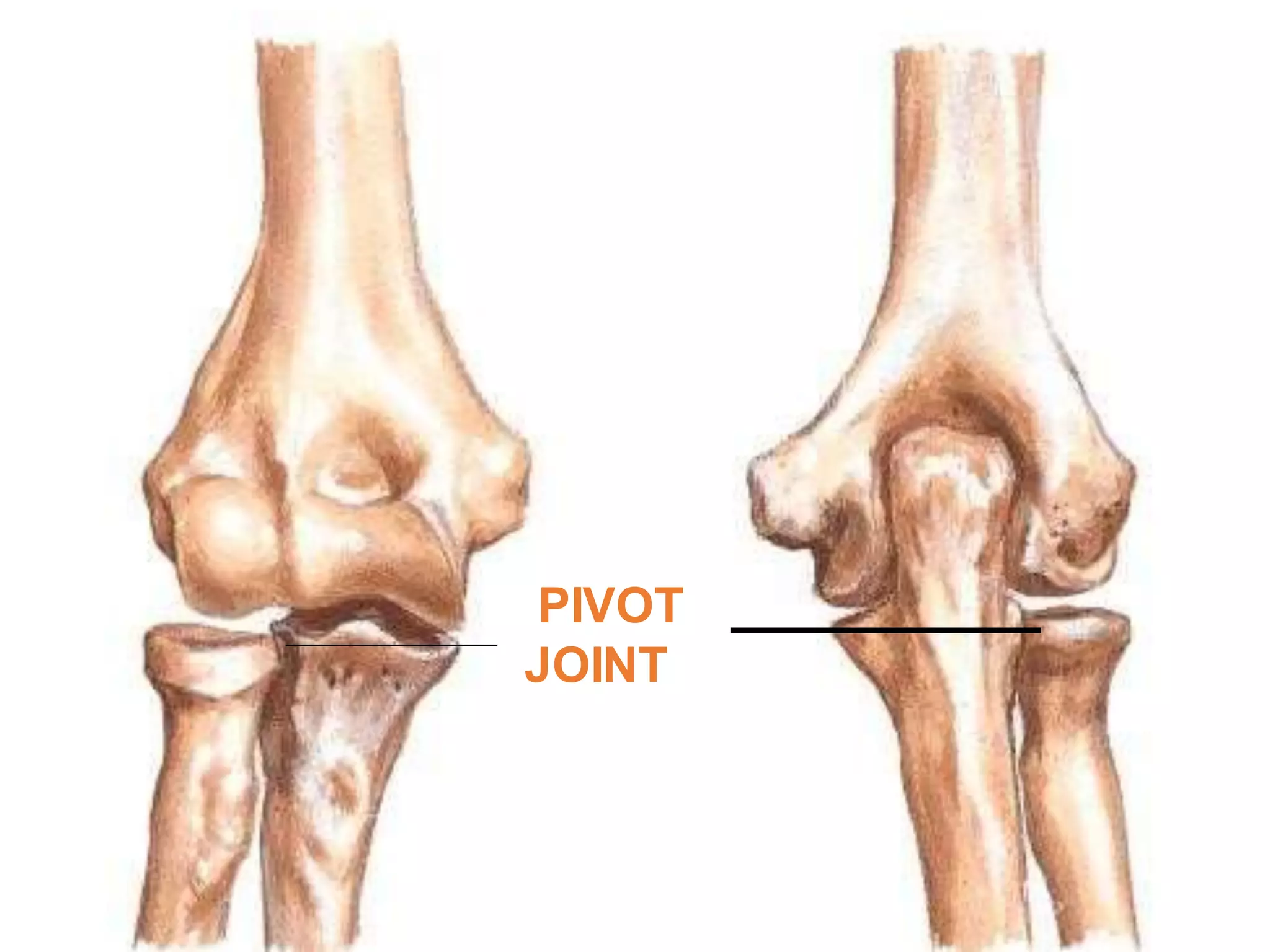 ABHI (TYPES OF JOINTS 2).docx