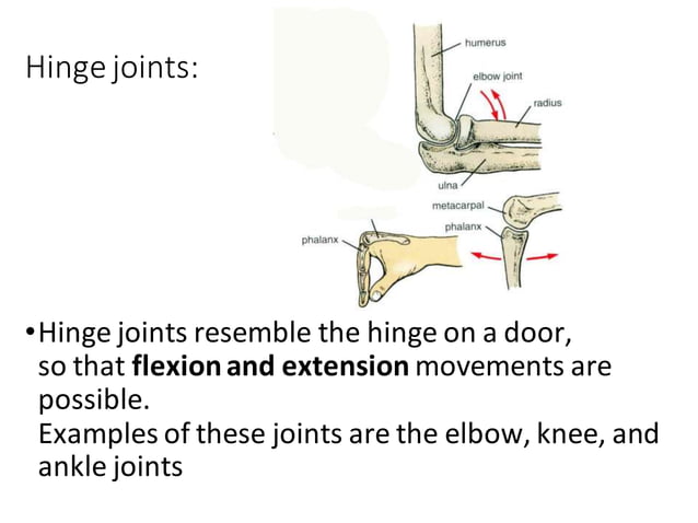 ABHI (TYPES OF JOINTS 2).docx