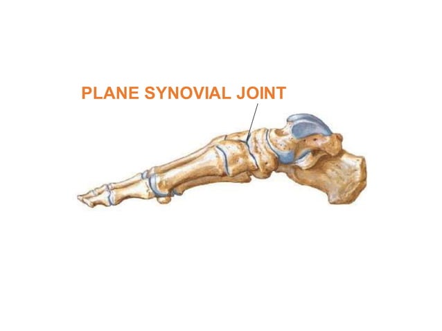 ABHI (TYPES OF JOINTS 2).docx