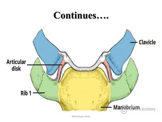 Articular Disc Of Sternoclavicular Joint