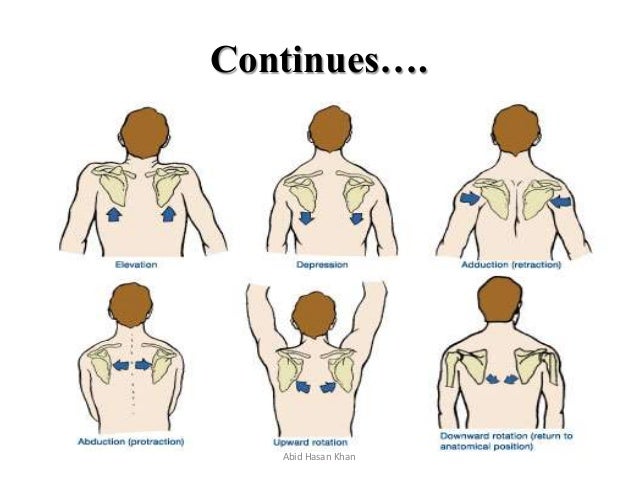 Sterno-clavicular and acromio-clavicular joint