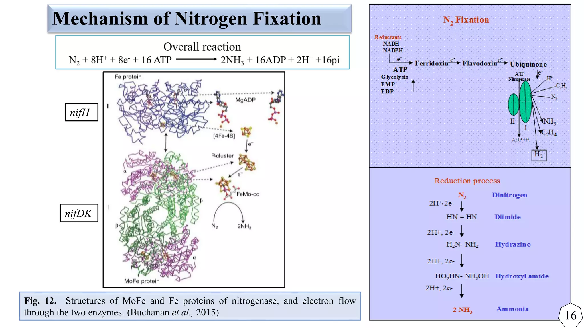 A biotechnology dream nitrogen fixing cereal crops by Deepak Sharma | PPTX