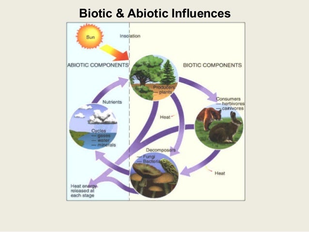 Abiotic biotic