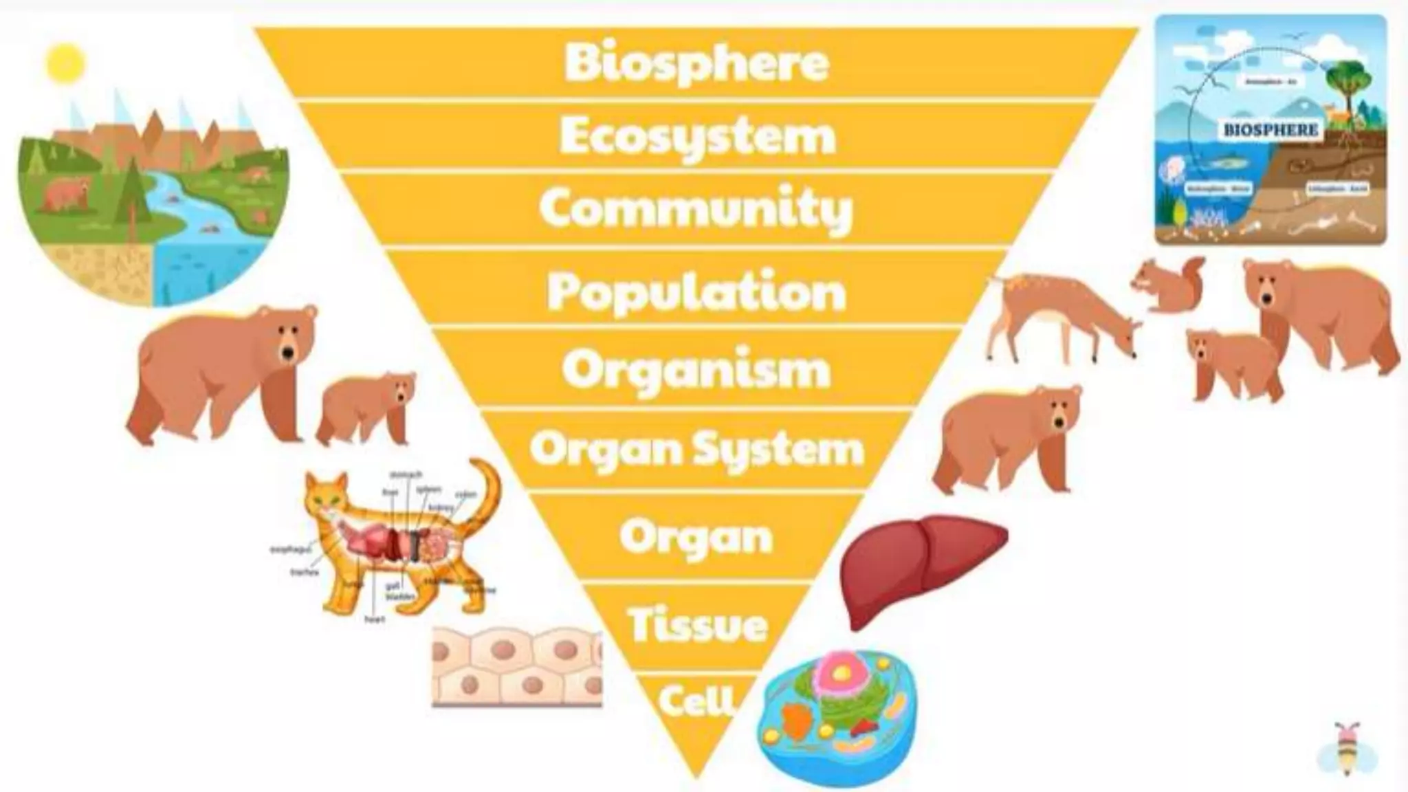 Abiotic and biotic and ecological relationship | PPTX