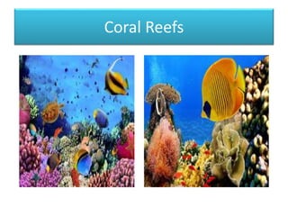 Marine Abiotic And Biotic Factors