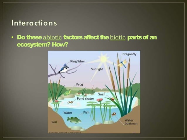 abioticandbioticfactorsppt-170527084832.pptx