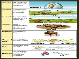 abioticandbioticfactorsppt-170527084832.pptx