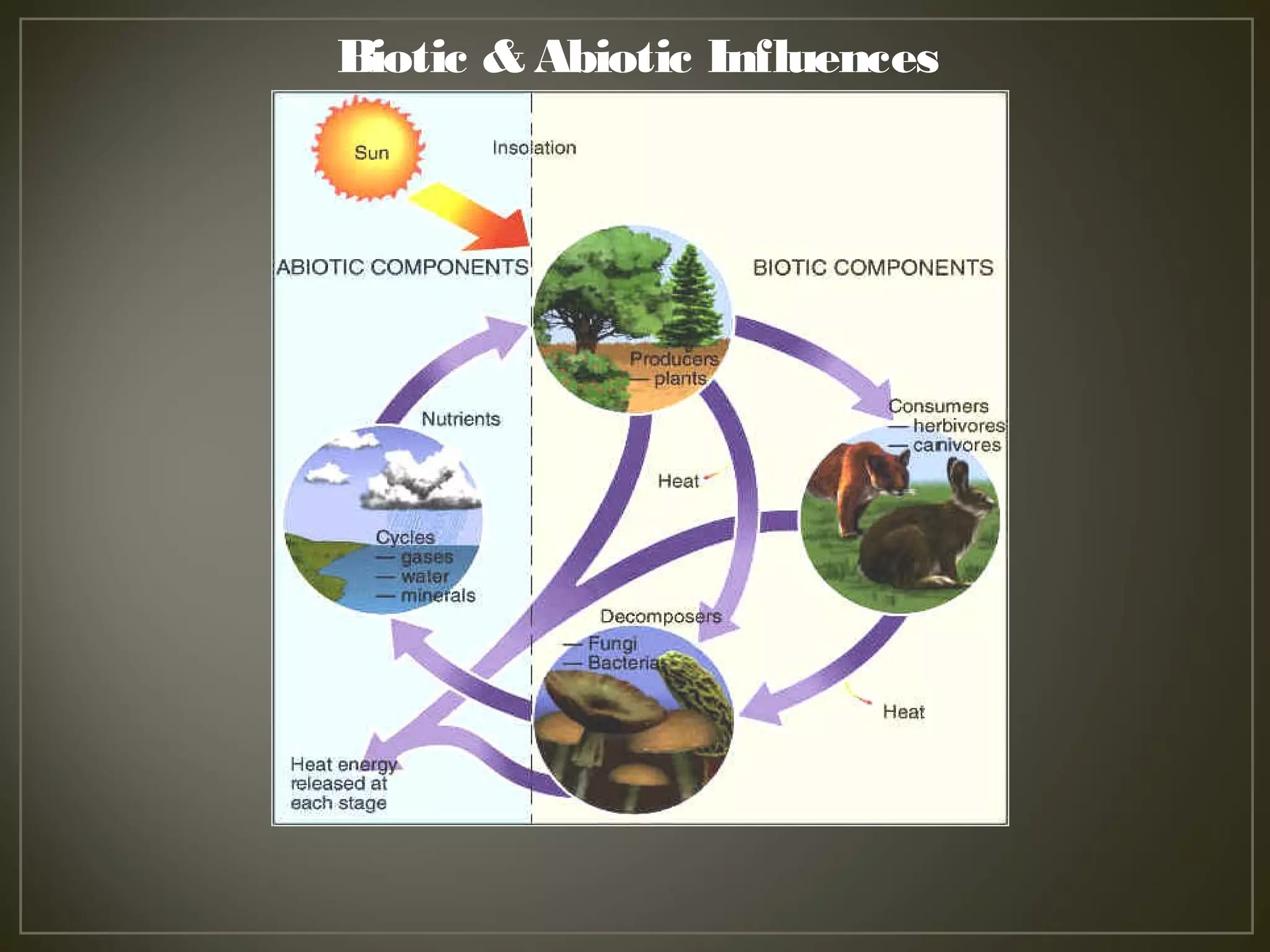 Abiotic and biotic factors ppt | PPT