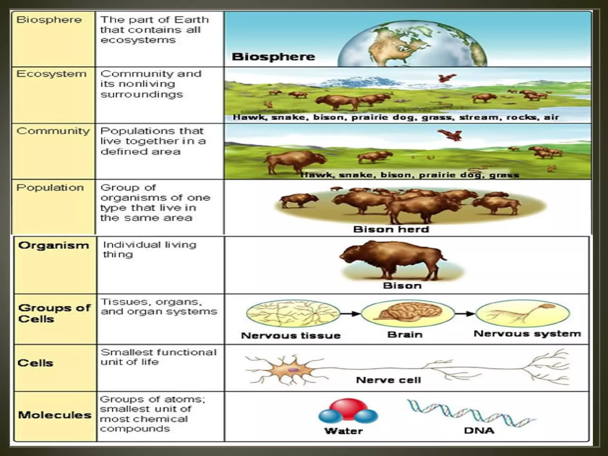Abiotic and biotic factors ppt | PPT
