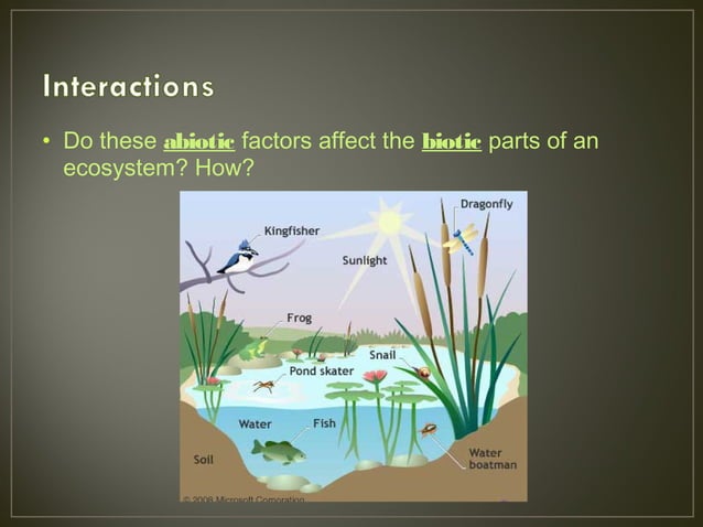 Abiotic and biotic factors ppt | PPT