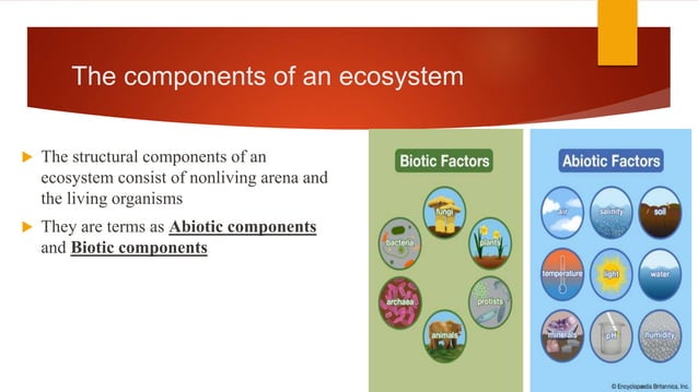 Abiotic & Biotic component of Environment | PPTX