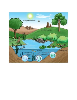 Abiotic components | PDF