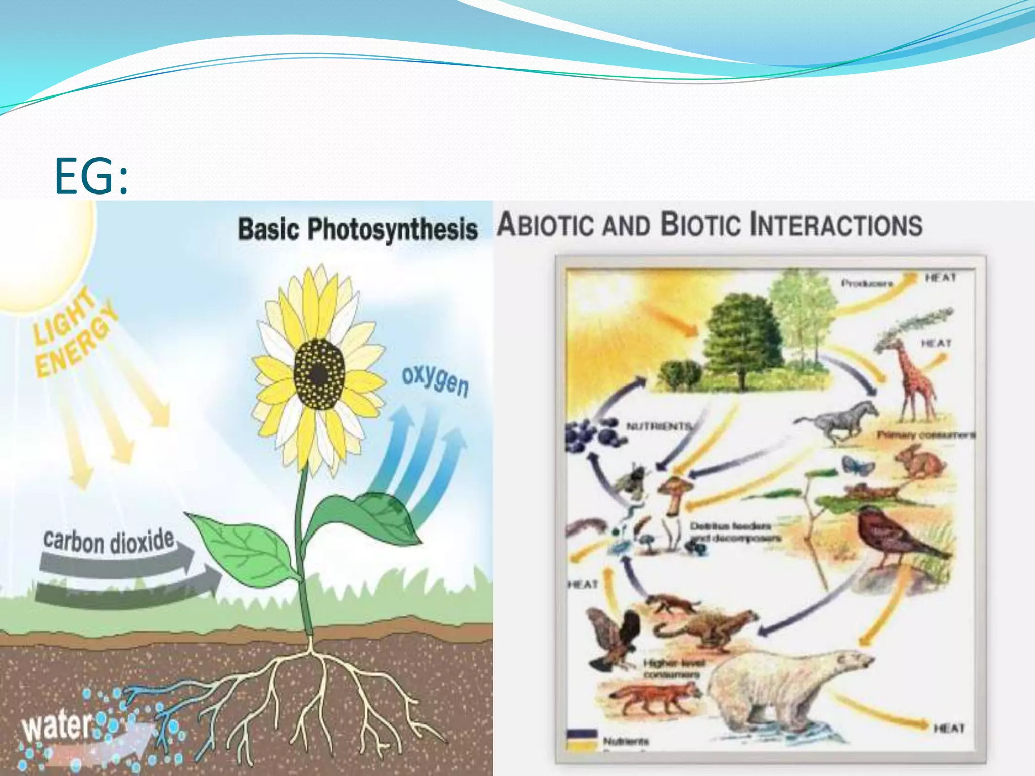 Abiotic components | PPTX