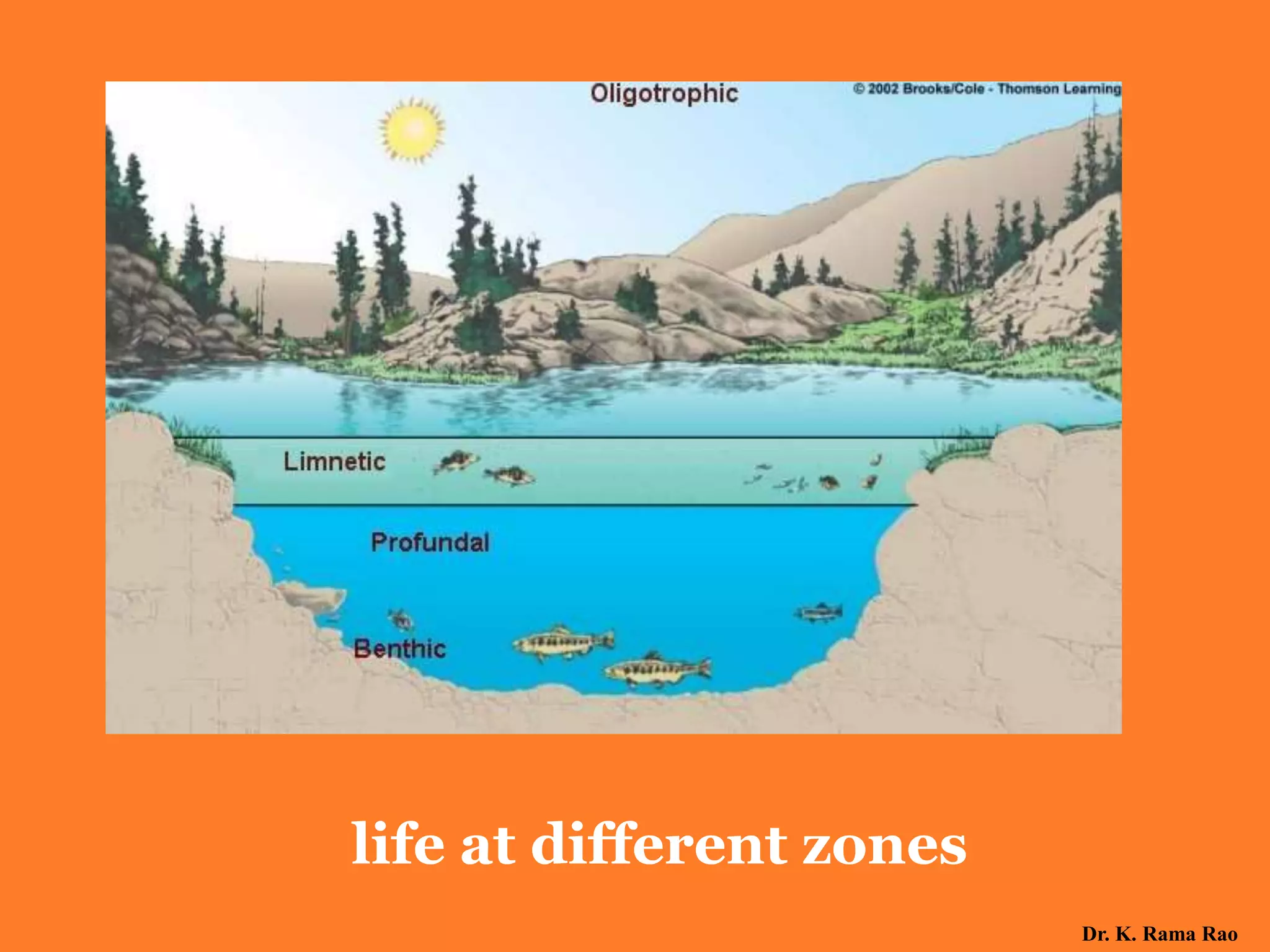 Abiotic factors in an ecosystem | PPTX