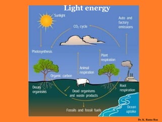 Abiotic factors in an ecosystem | PPTX