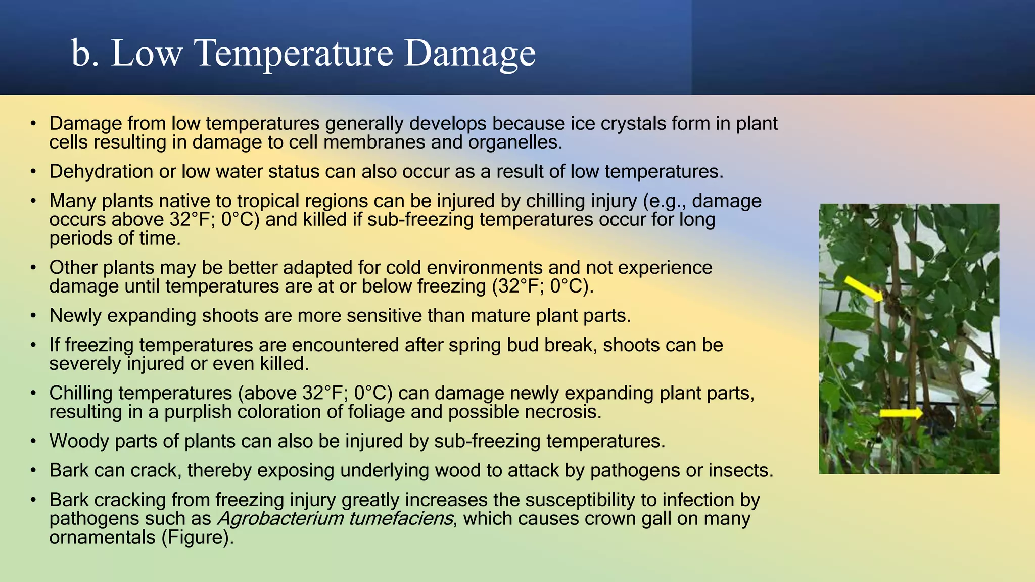 Abiotic Plant Diseases.pptx