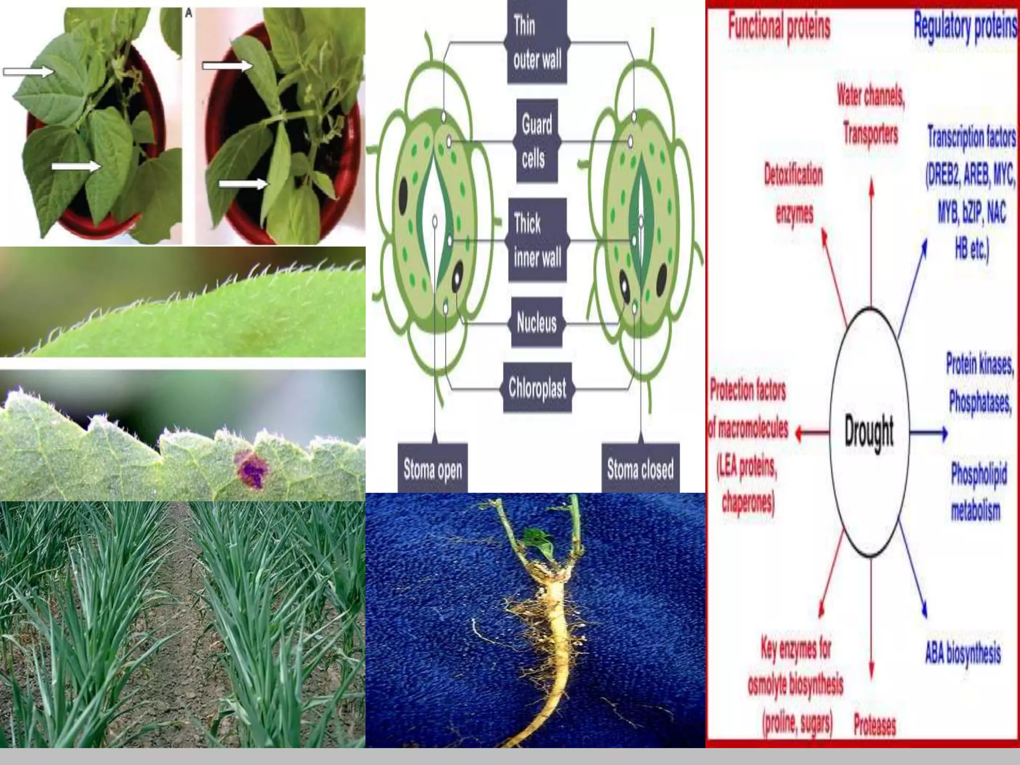 Abiotic stress management in vegetable crops | PPTX