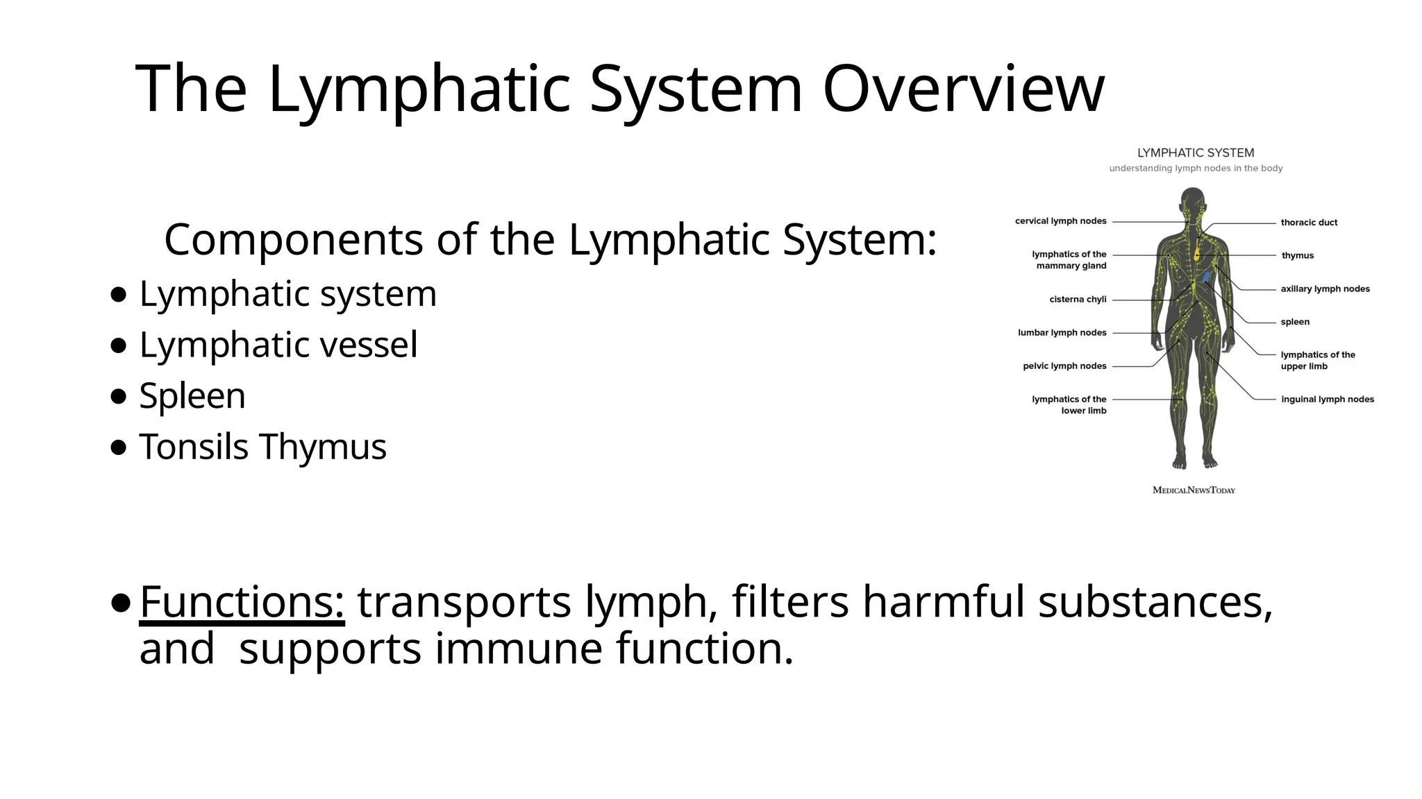abir saha roll 1 human anatomy 1 ppt - Abir Saha.pptx