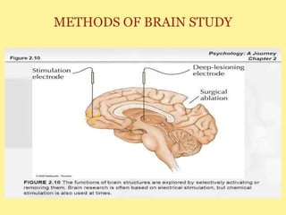 Ablation & lesion | PPTX