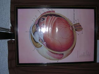 Ablatio retina | PPT