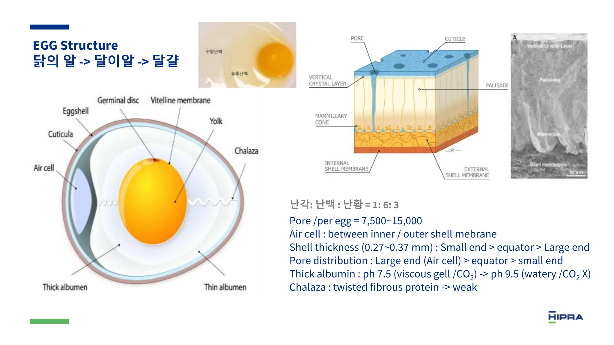 Abnomarl egg_kts_210925.pptx case study egg | PPT