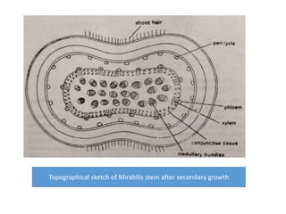 Abnormal secondary growth in dicot stem | PPTX | Gardening | Home & Garden