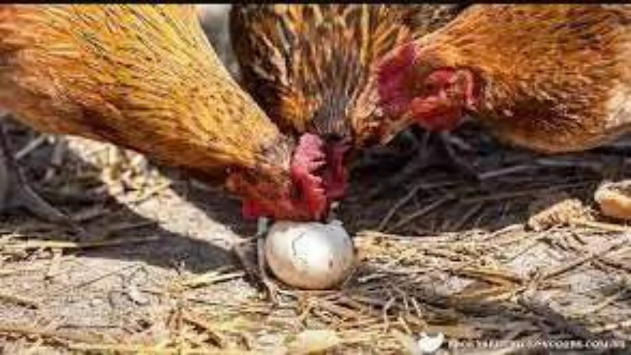 Abnormal behavior of birds in captivity.pptx