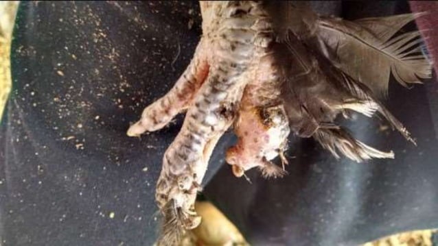 Abnormal behavior of birds in captivity.pptx