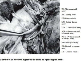Abnormal branching pattern of the axillary artery | PPTX