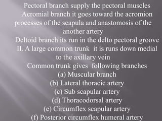 Abnormal branching pattern of the axillary artery | PPT