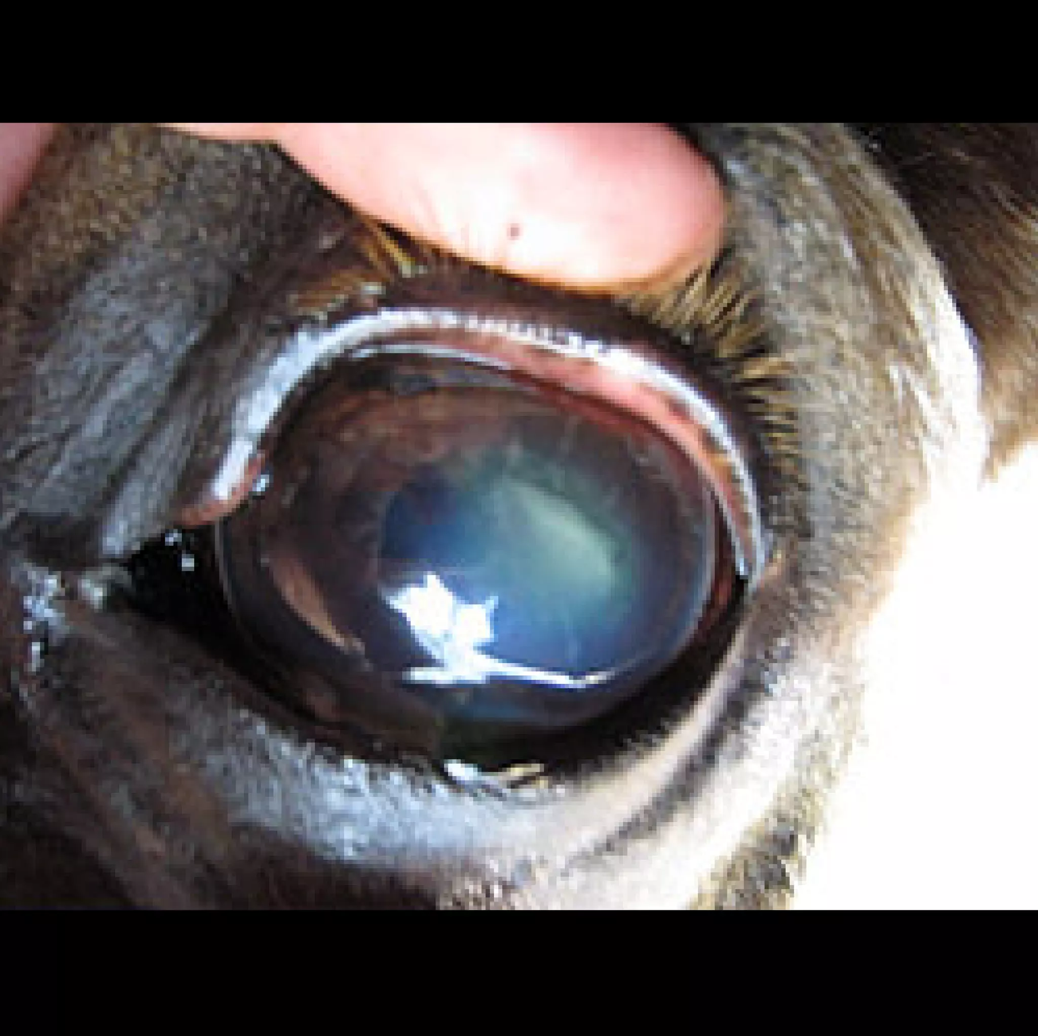 Abnormal equine ophthalmic disorders | PPT