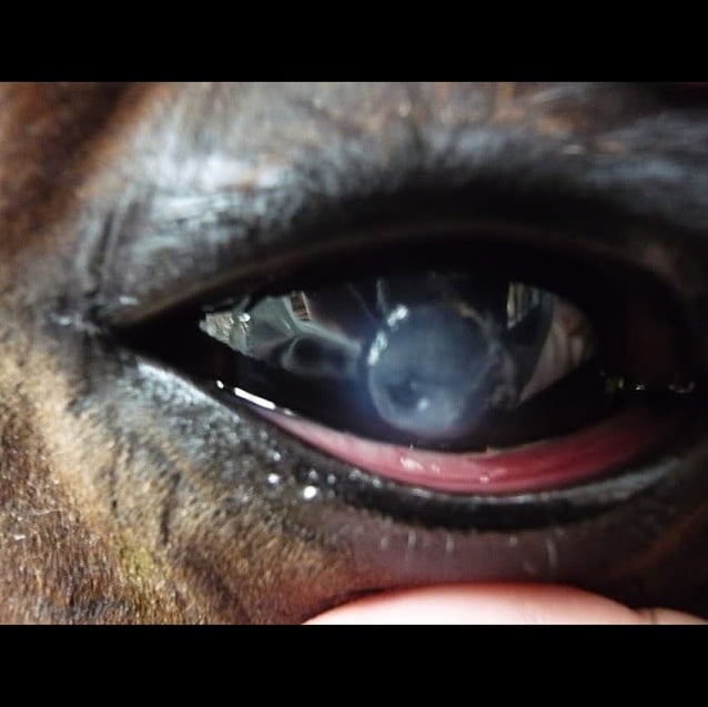 Abnormal equine ophthalmic disorders | PPT