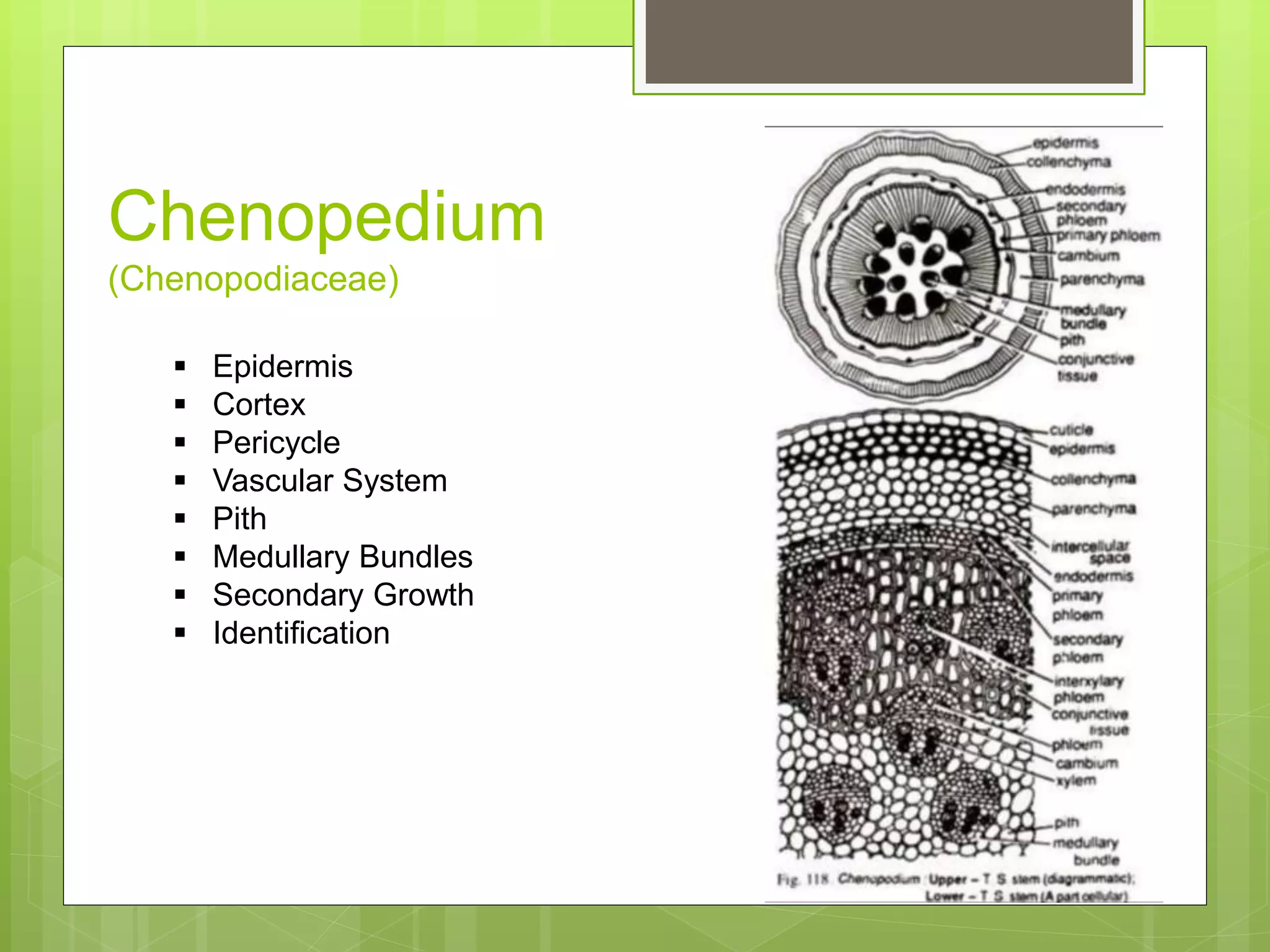 Abnormal growth of root | PPTX