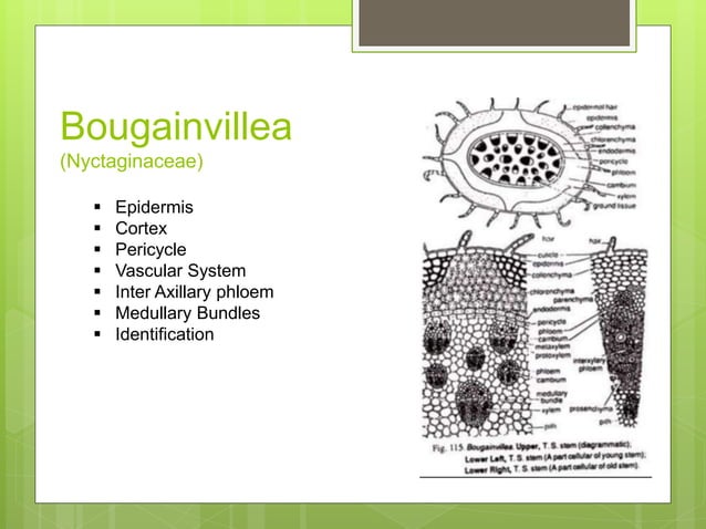 Abnormal growth of root | PPT