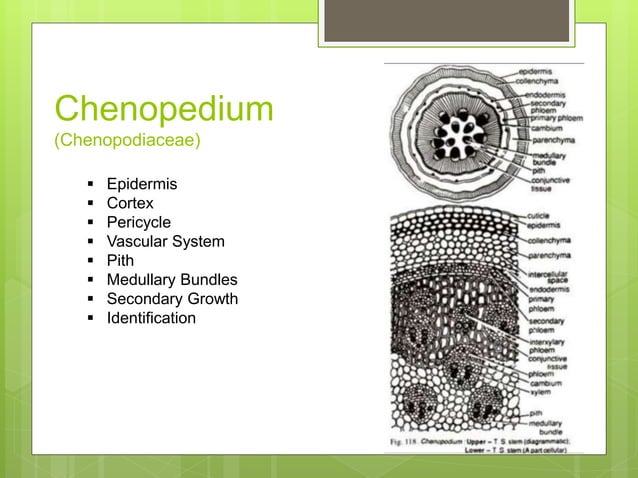 Abnormal growth of root | PPTX