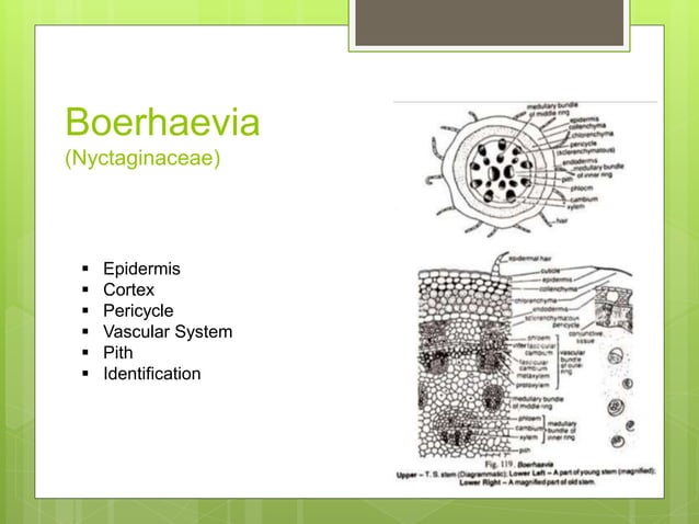 Abnormal growth of root | PPTX