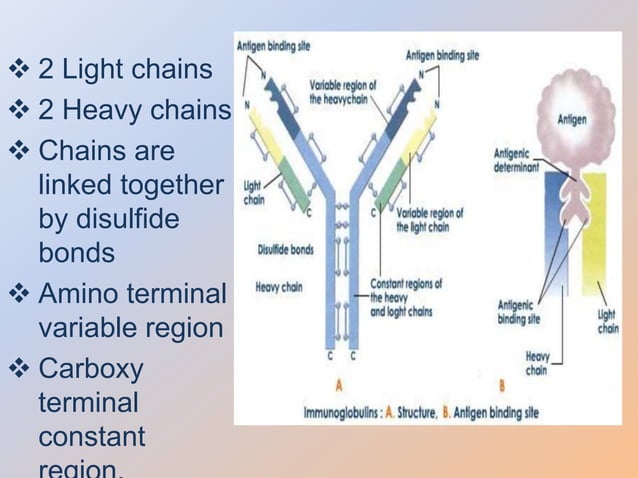 Abnormal immunoglobulins and immunoglobulin specificities (1) | PPTX ...